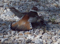 Paules Brown09: Kildare Birds