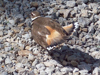 Paules Brown09: Kildare Birds