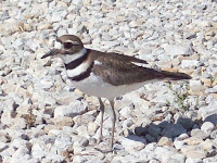 Paules Brown09: Kildare Birds