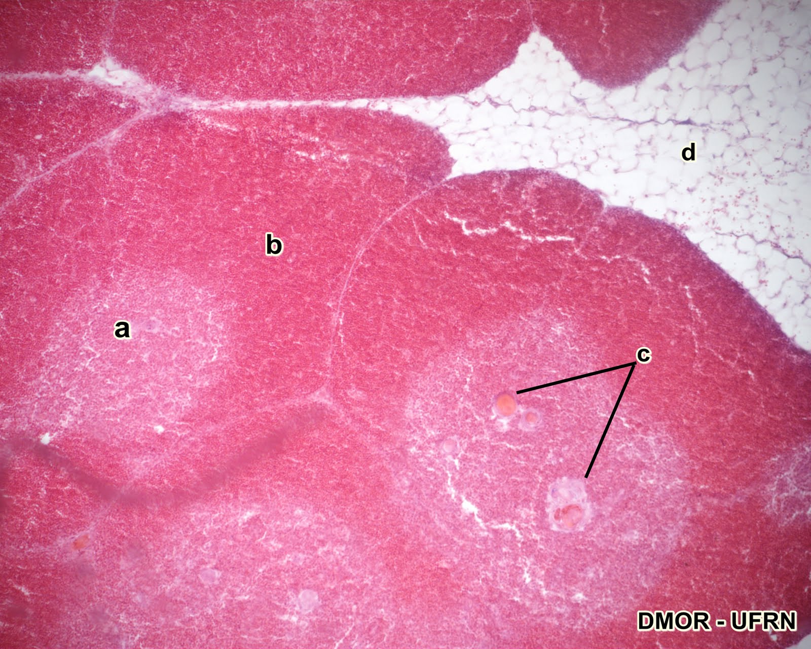 Ciências Morfológicas - UFRN: Órgãos Linfóides