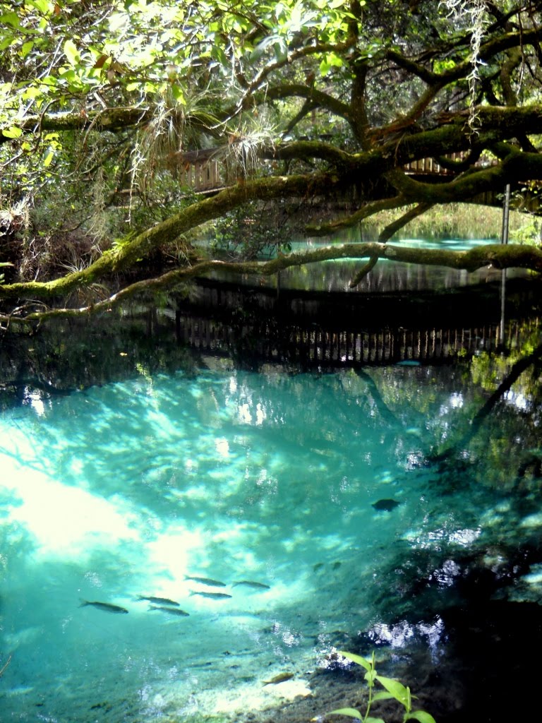 The Happy Camper - Florida Camping Guide: Juniper Springs