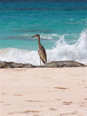Georgia Peters Photography: Bermuda Wildlife August 2008