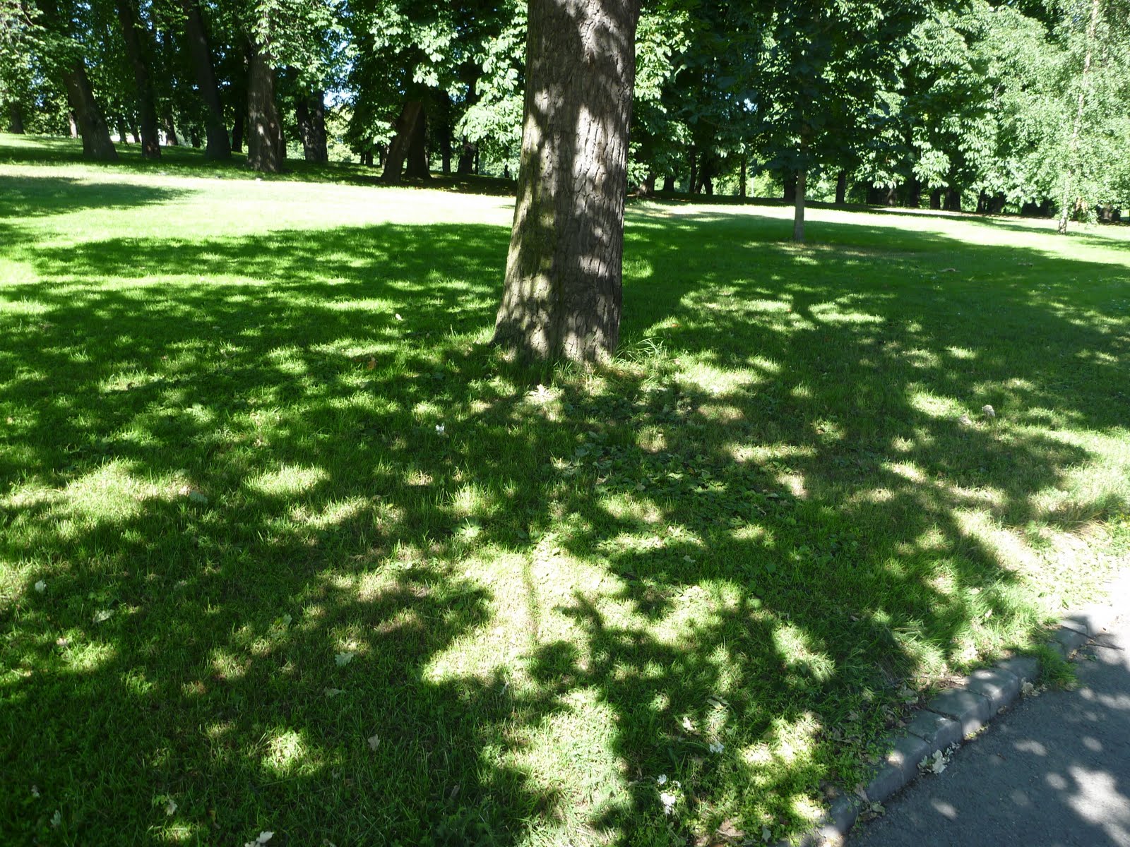 Not Another Architecture Student: BEAUTIFUL SHADOW