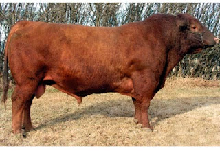 aetac: RAÇA RED ANGUS