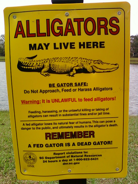 The Verdant Dude: A Fed Gator...