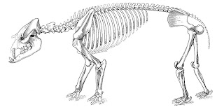 El pantano del Purussaurus (The Purussaurus Swamp): Y que rayos es un ...