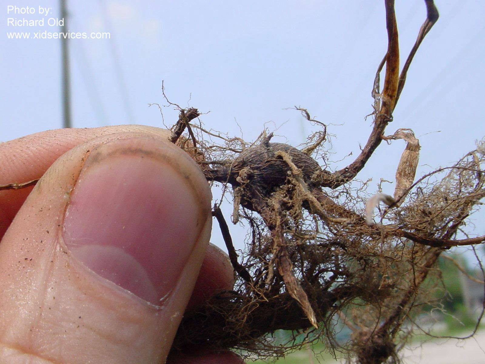 Cyperus rotundus L ,NUTGRASS | All about plant