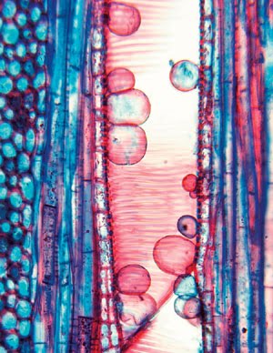 Tyloses | All about plant