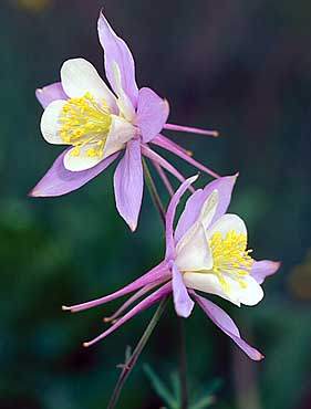 Colorado State Flower | All about plant