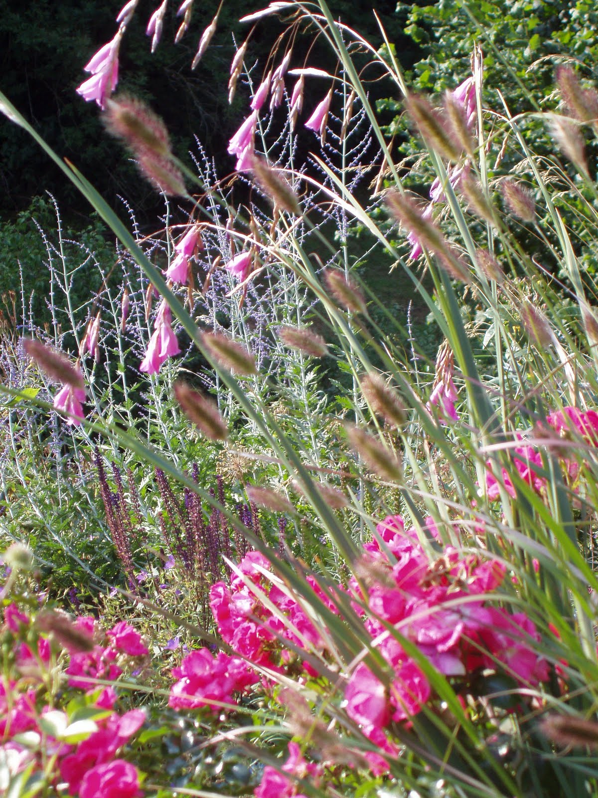 Valley Garden Paradise: Angel's Fishing Rods through the Sweet Haze