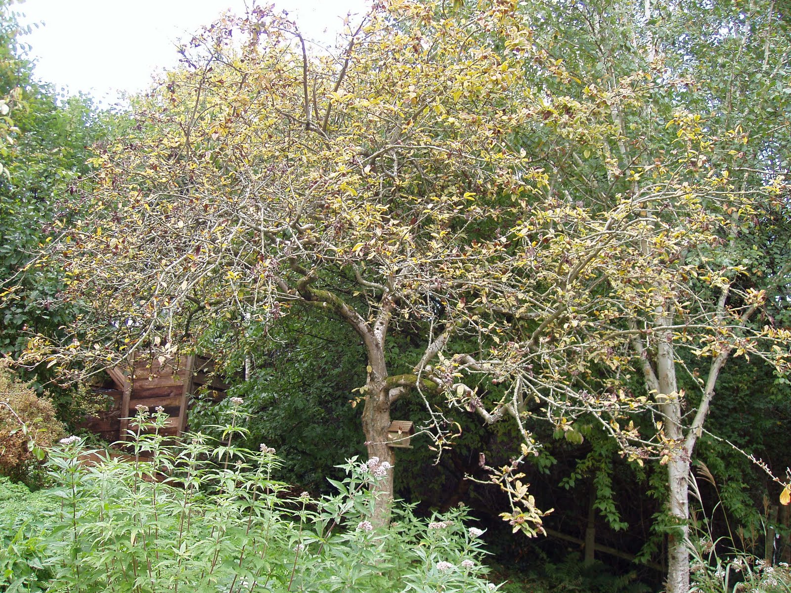 Valley Garden Paradise: The Quirky Medlar Tree