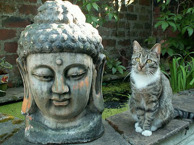 Amazing Facts: Budha Cats