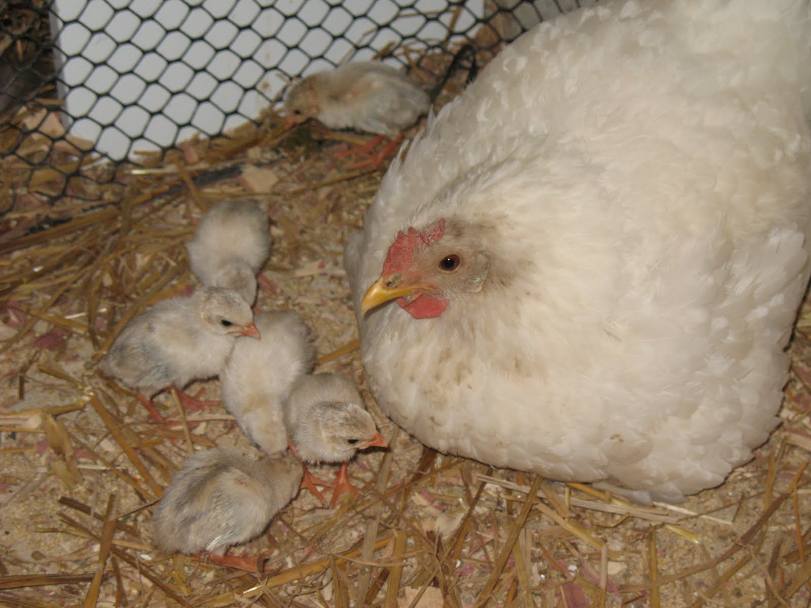 Razzberry Corner: Guinea Keets ~ Day 3