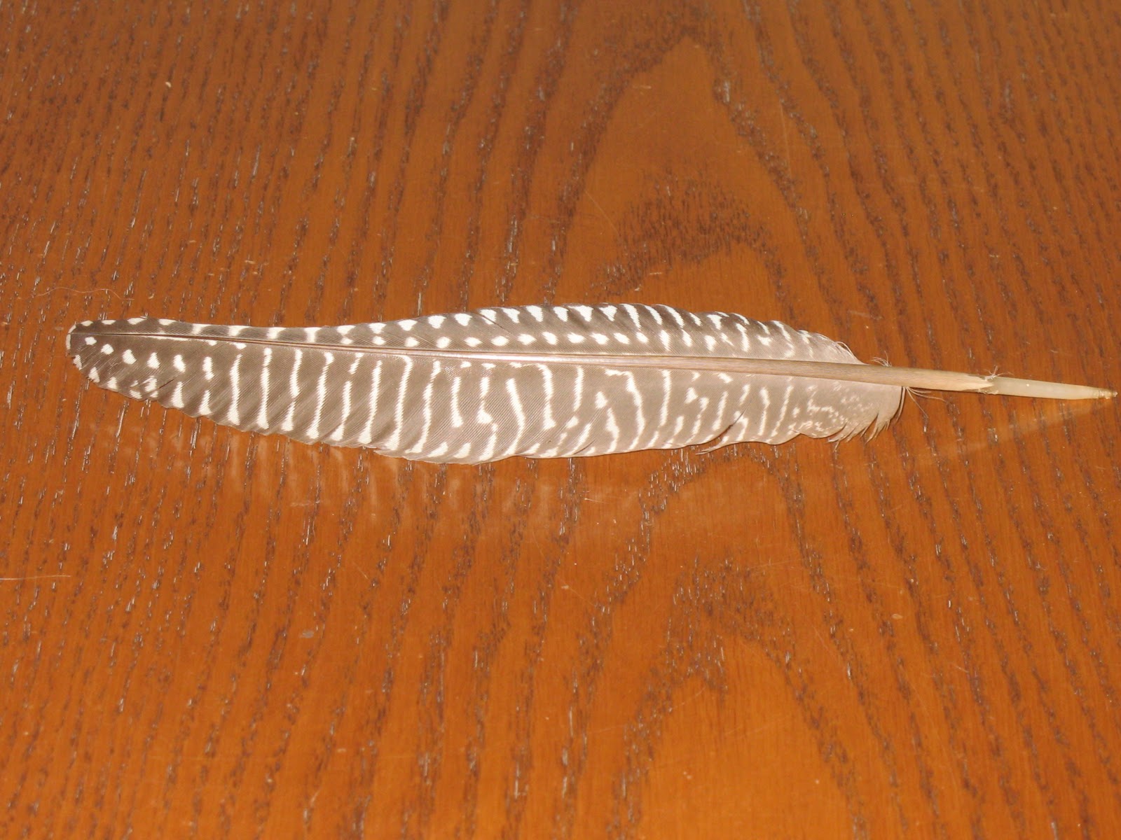 Razzberry Corner: Peregrine Falcon Feather?
