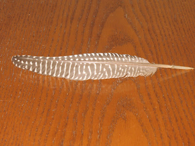 Razzberry Corner: Peregrine Falcon Feather?