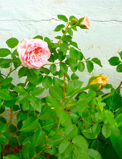 Burke's Garden: Evelyn Rose