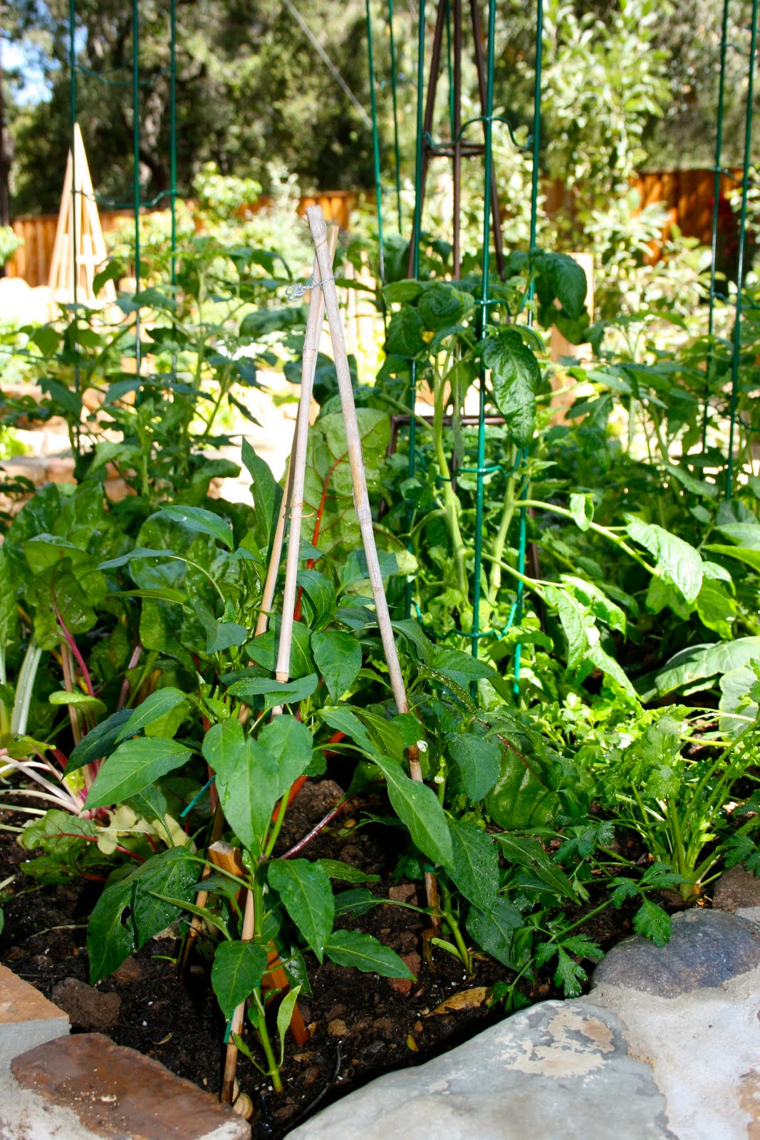 The Polished Pebble: Vegetable Garden Ideas