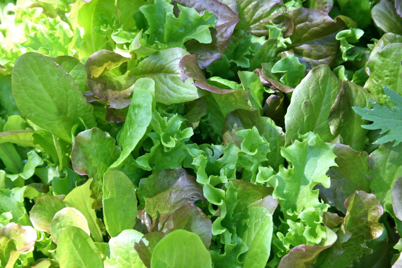 The Polished Pebble: Vegetable Garden Ideas