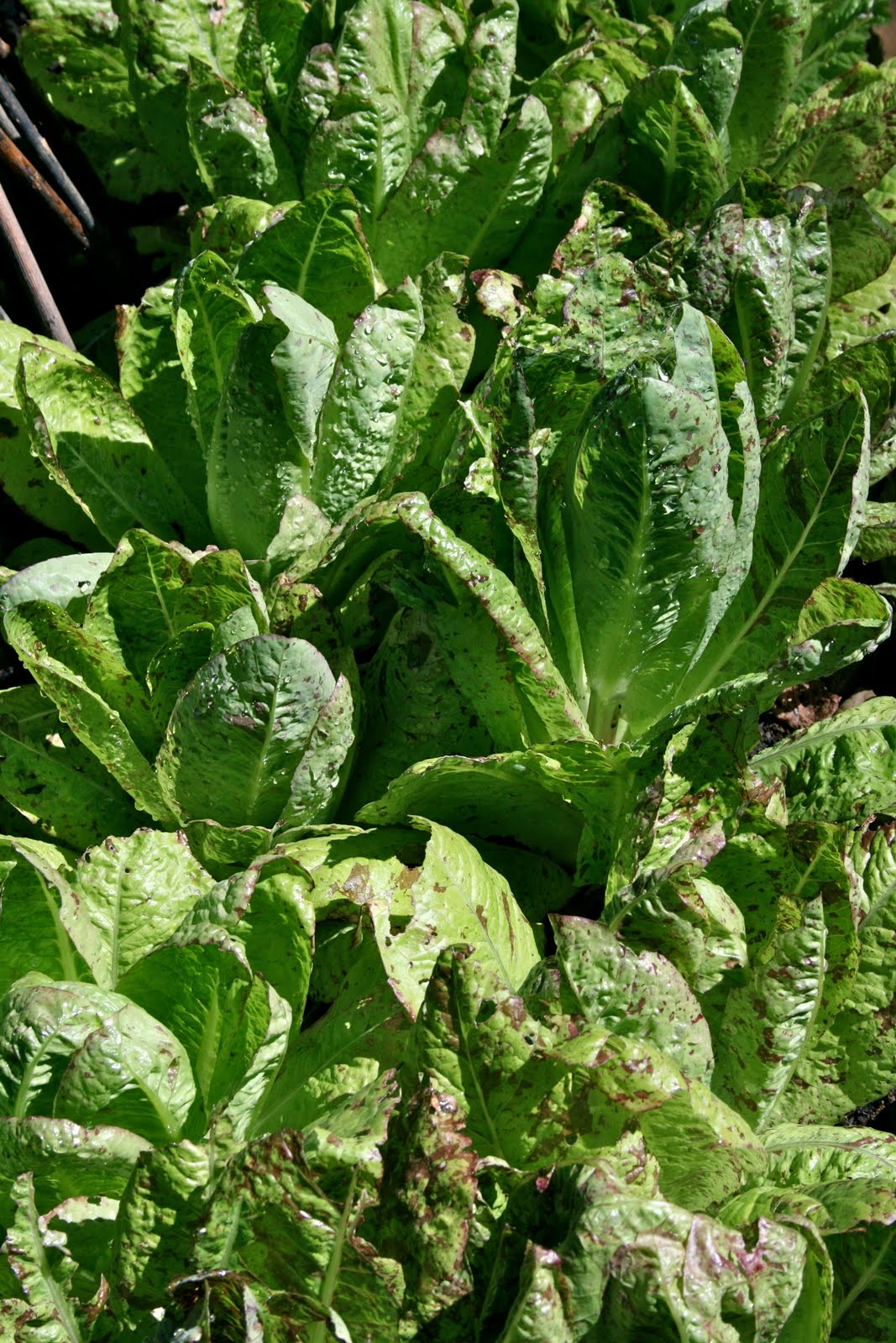 The Polished Pebble: Vegetable Garden Ideas