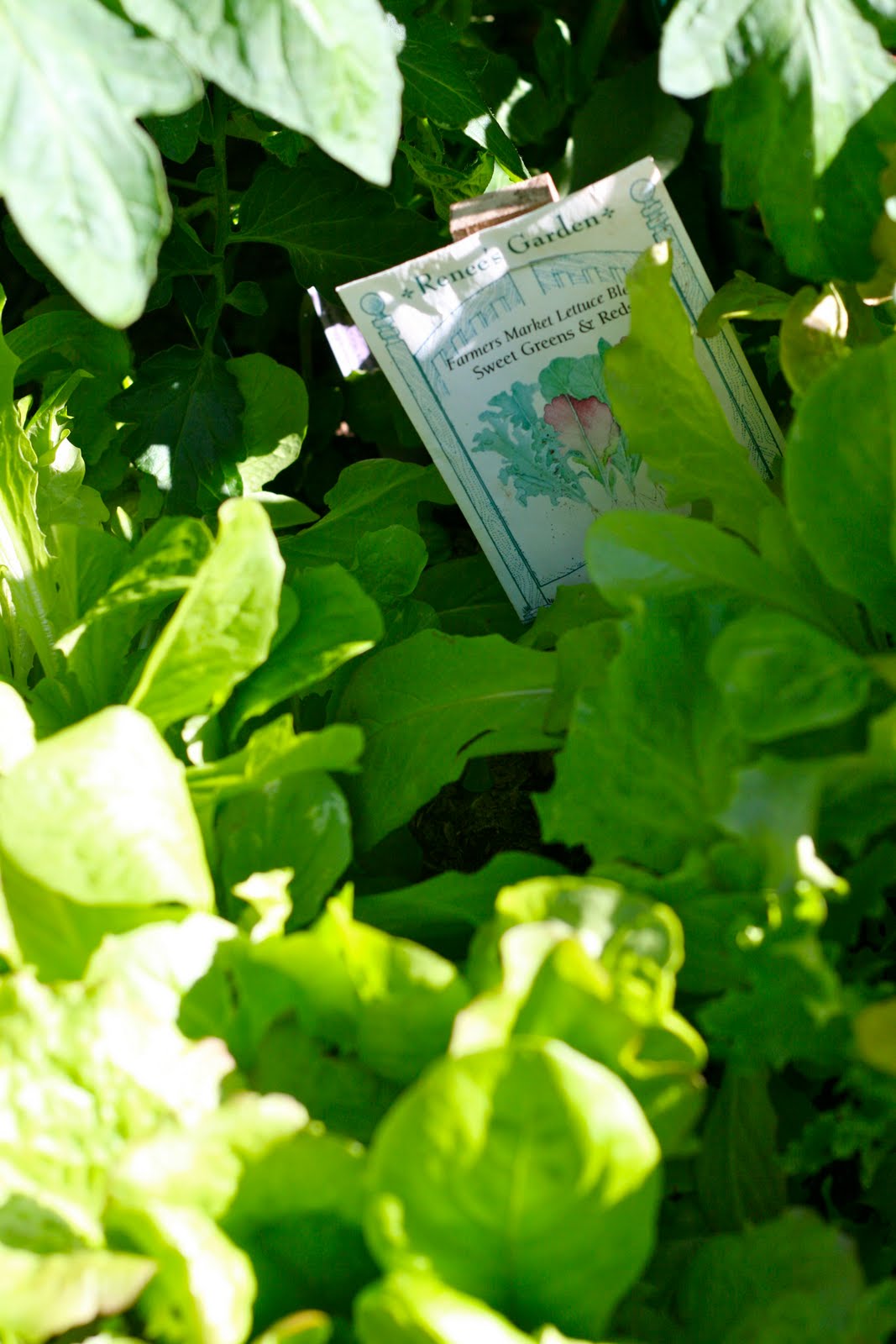 The Polished Pebble: Vegetable Garden Ideas