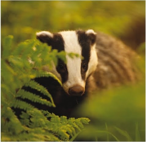 a Country Gallery: Fine Photographs of English Countryside and British ...