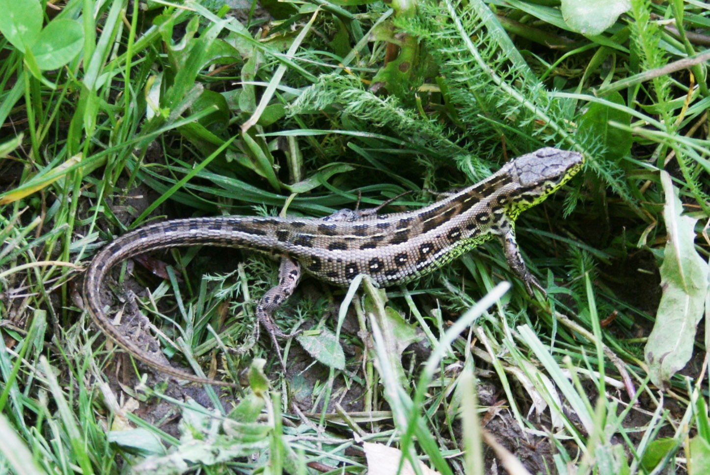 Ilyen a természetünk: Láb alatt a gyík