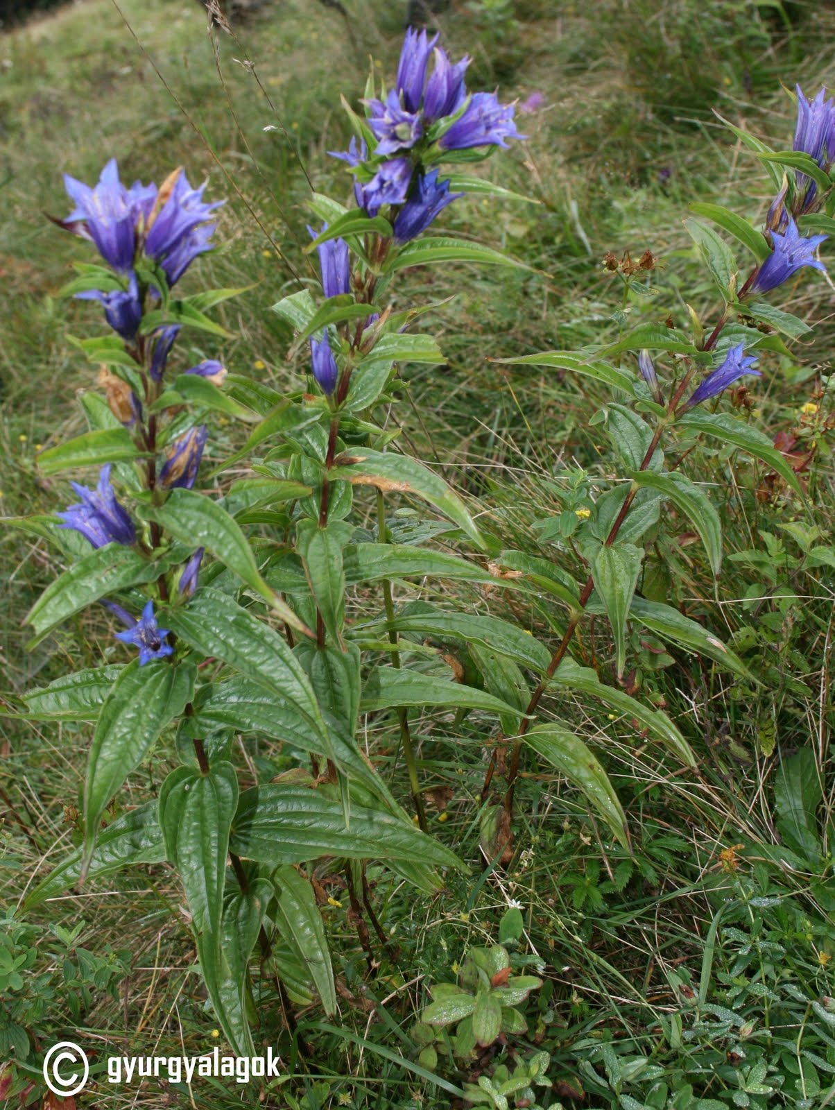Ilyen a természetünk: Tárnicsok és tárnicskák