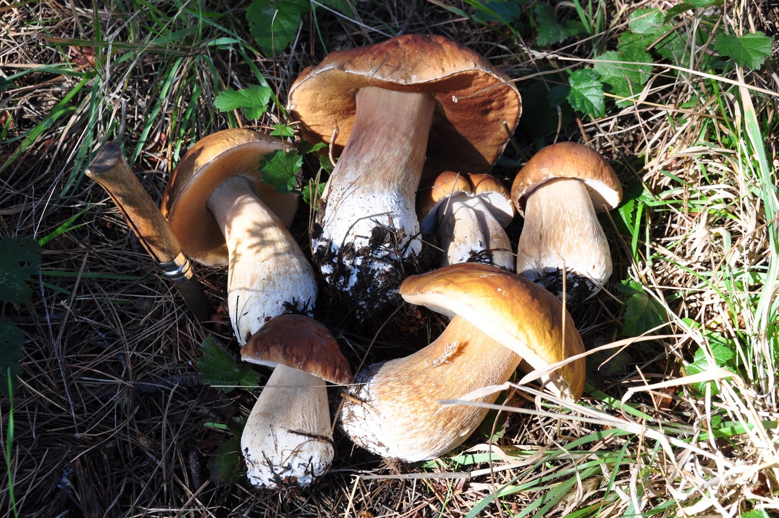 perobscurus: Boletus edulis