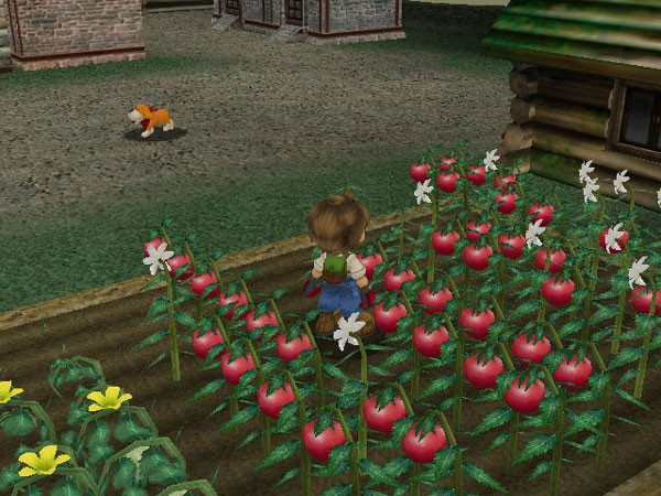 Harvest Moon BR: Dicas