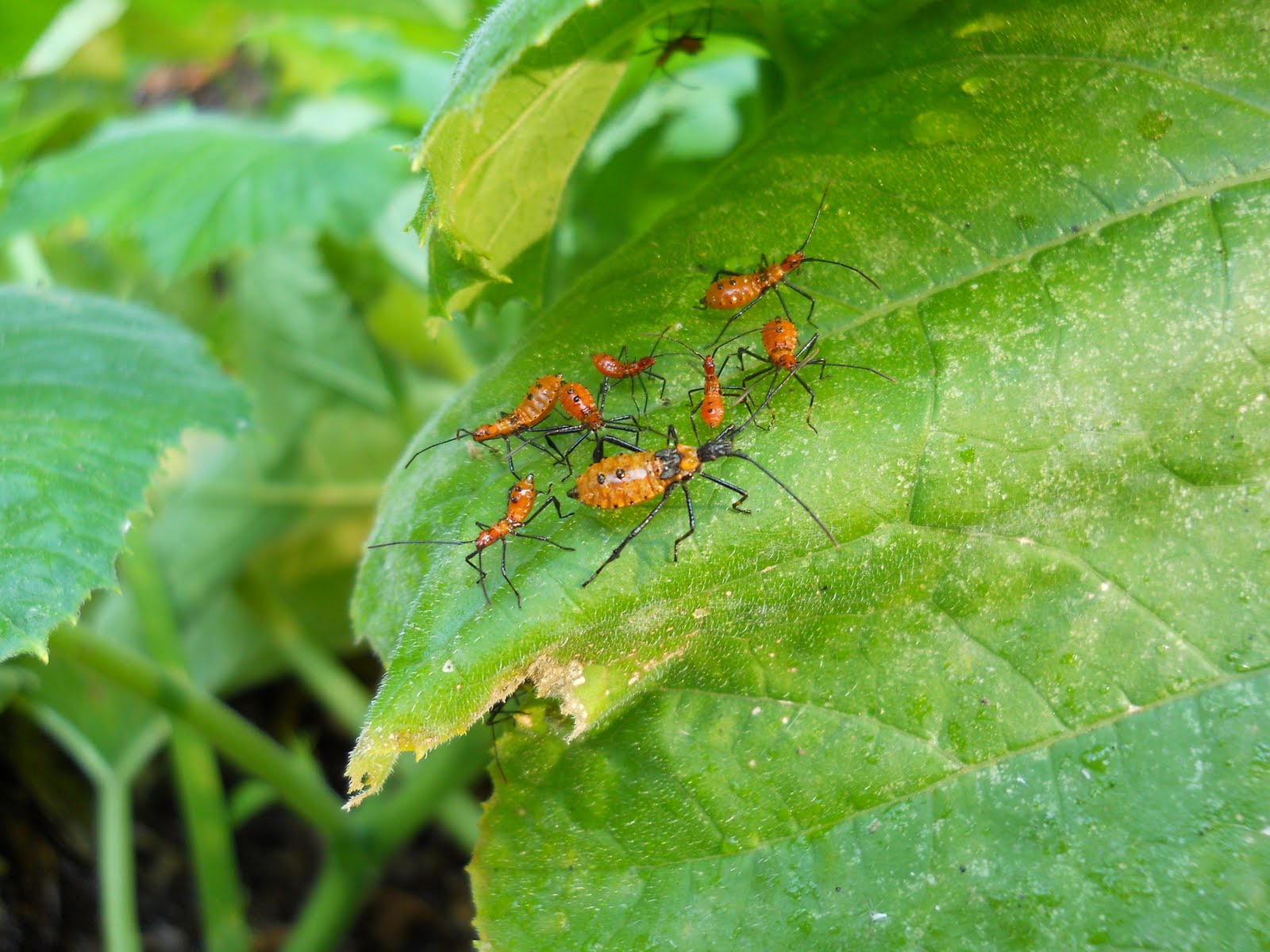 Sue's in the Garden Growing the Groceries: Assassin Bugs - Scary ...