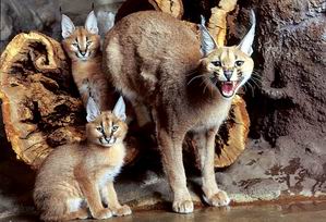 Ormanın Hayaleti Karakulak İnsan İçinde ~ MONAİ-SU