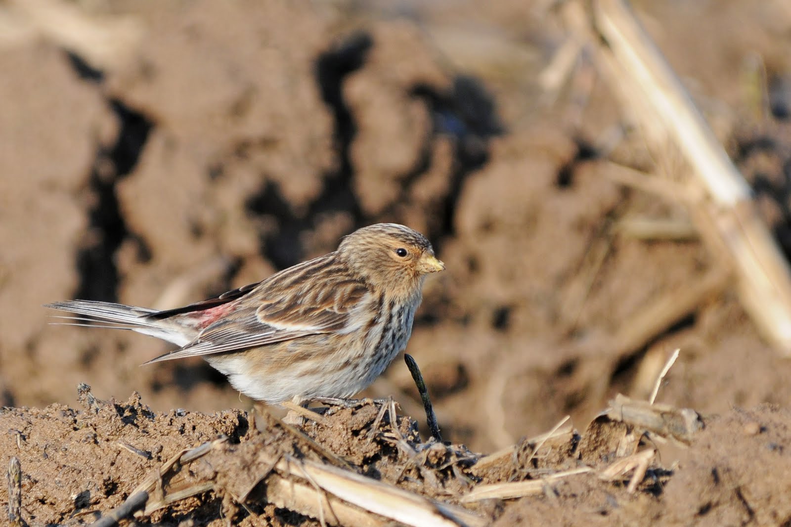 Baalbergen Birding Blog: Fraters in Gelderland!