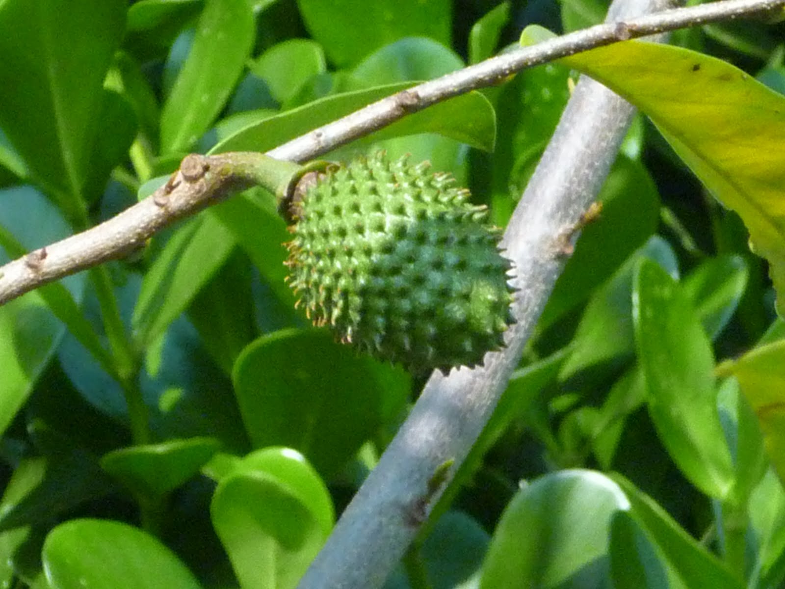 Casa do Noca: Graviola