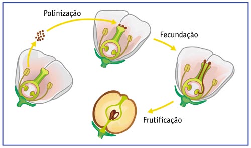 Bilhete de Identidade da Fruta: A Origem dos Frutos