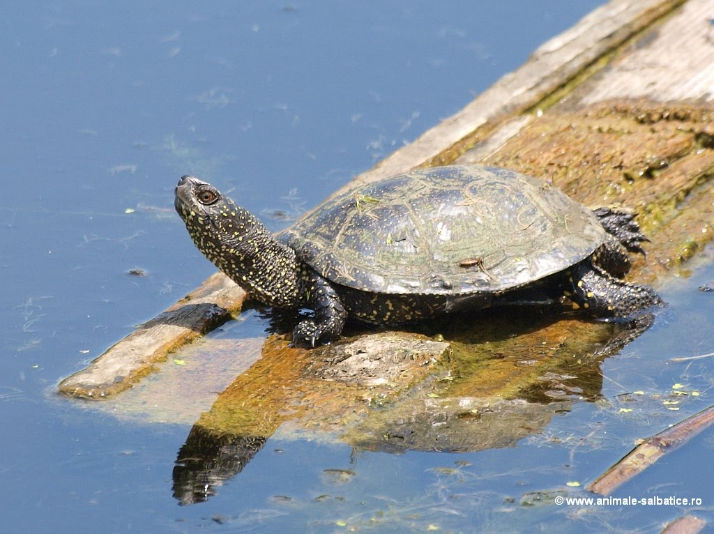 Natura Salbatica: Mini-delta din Bucuresti (Balta din Sisesti)