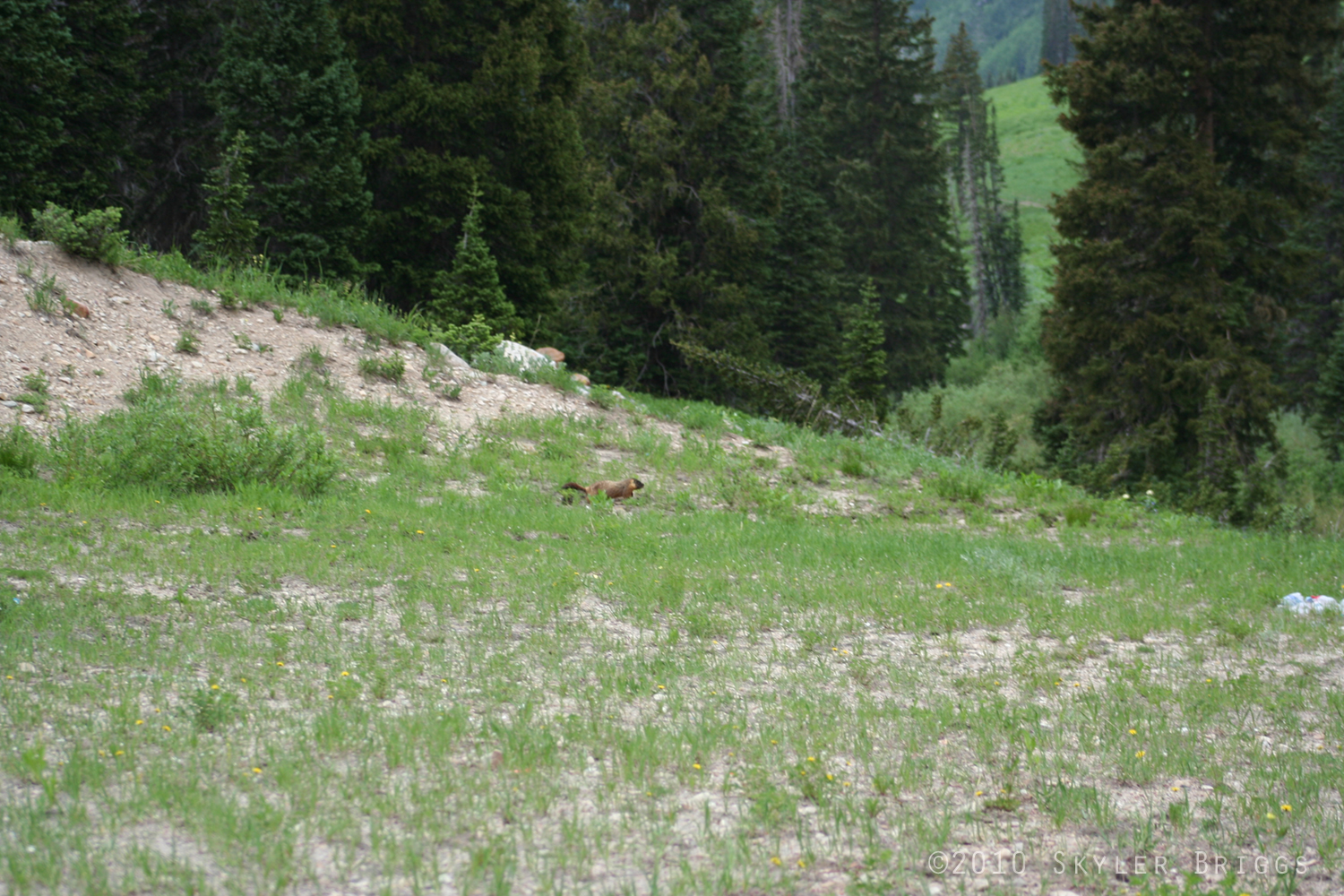 Tracks and Scat: Yellow Bellied Marmot