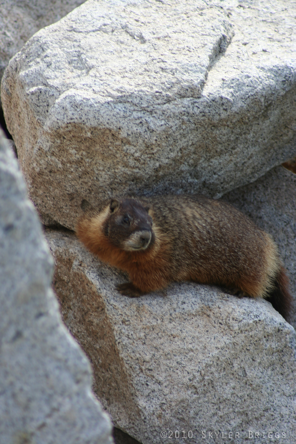 Tracks and Scat: Yellow Bellied Marmot