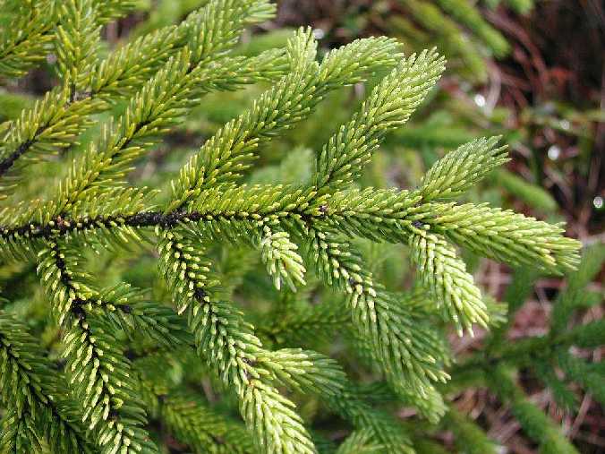 EverWinter: Evergreen Care: "The Spruces An Introduction"