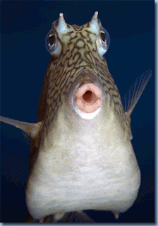 All My Bits And Pieces: Hey there, funny fish!