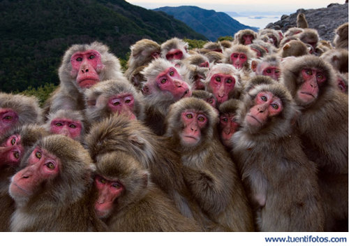 Monos bonitos - Imagui