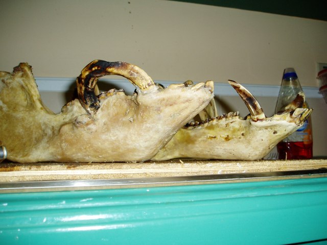 trophy-hunting: Trophy Boar Hog killed by black Bear!