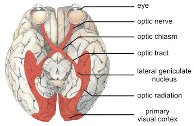 http://EyeSee-EyeTalk.blogspot.com: 8.1 Brain is an extension of the eyes