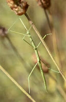 Universo Animal: Curiosidades del insecto palo