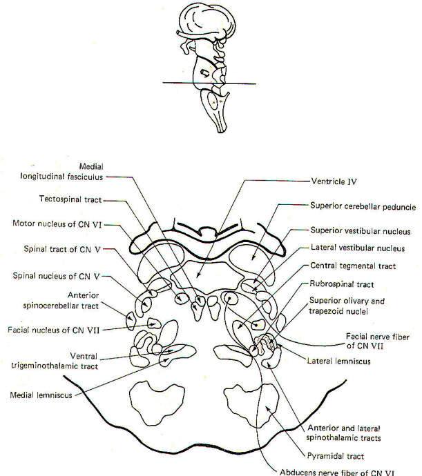 ANATOMY section: internal structure of pons