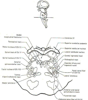 ANATOMY section: internal structure of pons
