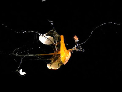 High Speed Explosions Photography | artistikz