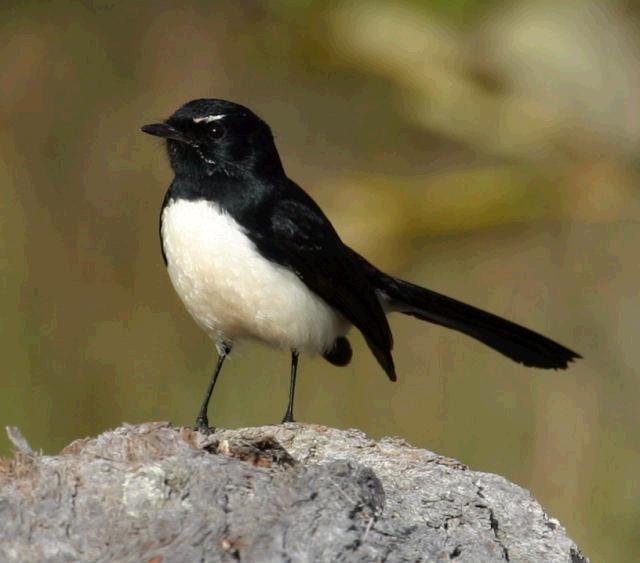 little-scale: The Hidden Beauty of the Willy Wagtail