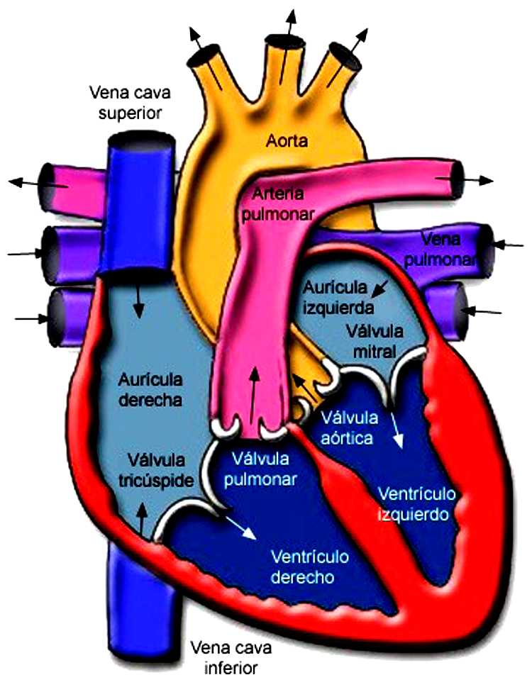 Blog do Firme - Utilidades e conhecimento: Nodo Sinusal Sinoatrial ou ...