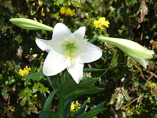 Neighbors: Easter Lily History