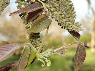 Neighbors: Walnut pollination